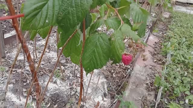 ДАЧА В ПЕРВОЙ ДЕКАДЕ ОКТЯБРЯ. ОСЕННИЕ РАБОТЫ, ЧТО СДЕЛАЛИ И ЧТО ПРЕДСТОИТ СДЕЛАТЬ ОСЕНЬЮ...