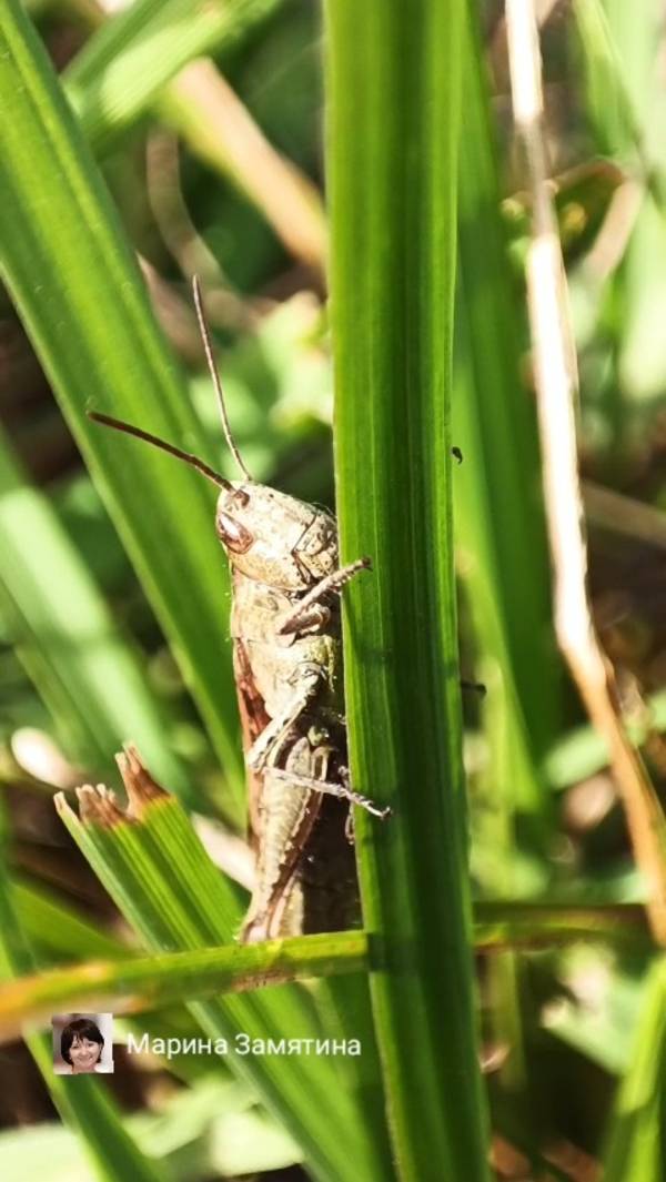 Кузнечик умывается.