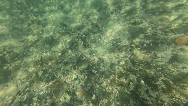 Русский остров, Велопоездка, ёжик, дно, Владивосток, август 2025.