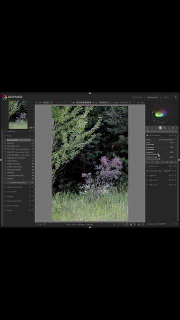 Шиповник постобработка фото 13 - детальный контраст