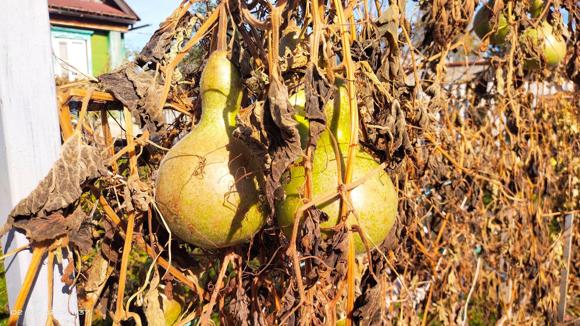 Лагенария-Декоративная тыква.🍗🍗🍗