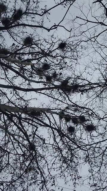 Оказывается вороны живут среди нас!