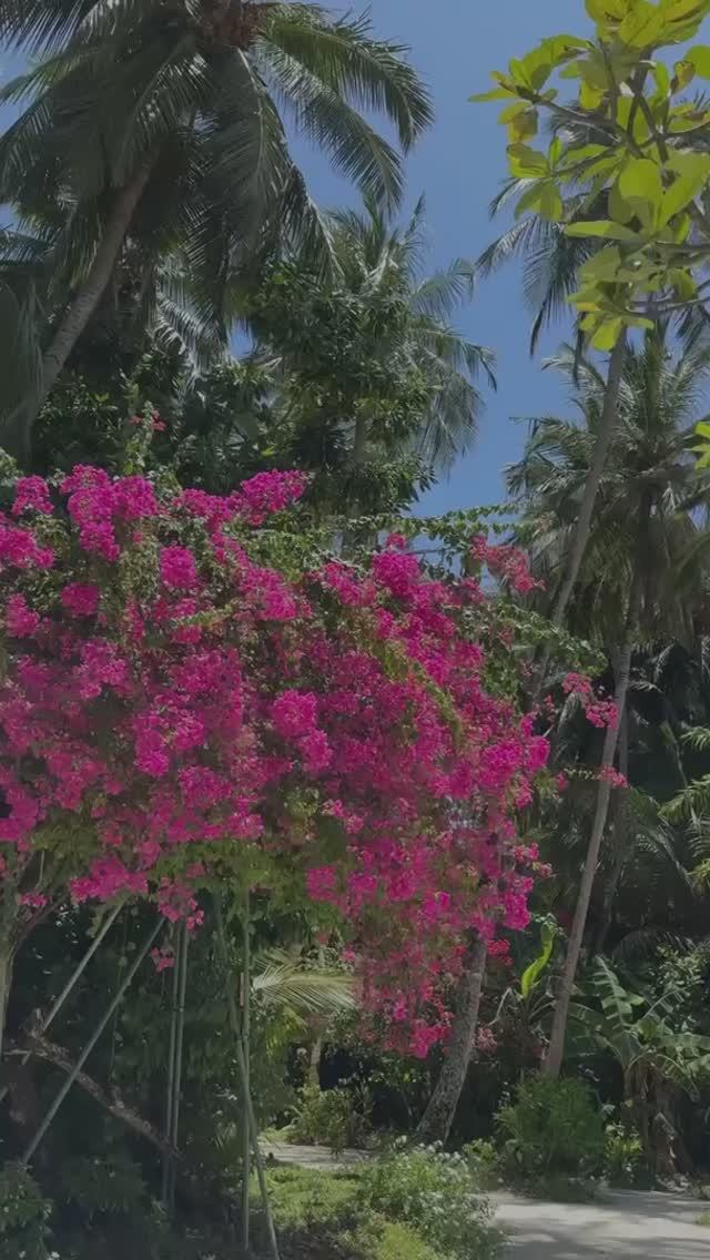 Курамати резорт, Мальдивы