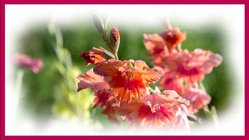 Цветы. Осень. Последний теплый день.