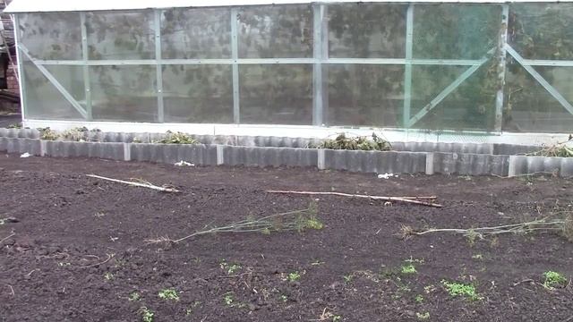 Муромцево  1 Октября  2025г г Готовим виноград к зиме 5