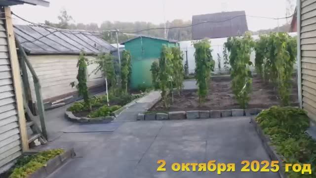 7 соток. Погода Ночью -5 Днем +10. Что делаю на даче Хроника 2 октября 2025 год.