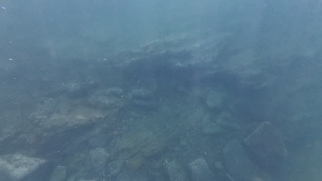 Русский остров, мыс Вятлина, под водой ежики, Владивосток, август 2025.