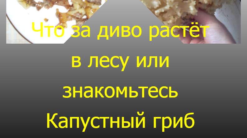 капустный гриб или гриб-баран