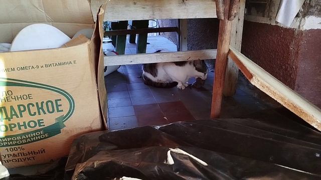 Мама кошка поймала крысу