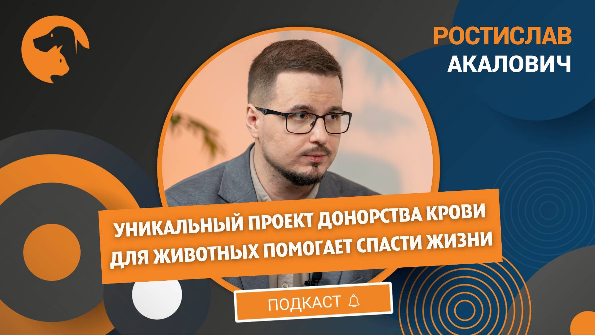 Портал донорства для животных: как решается проблема поиска крови для питомцев