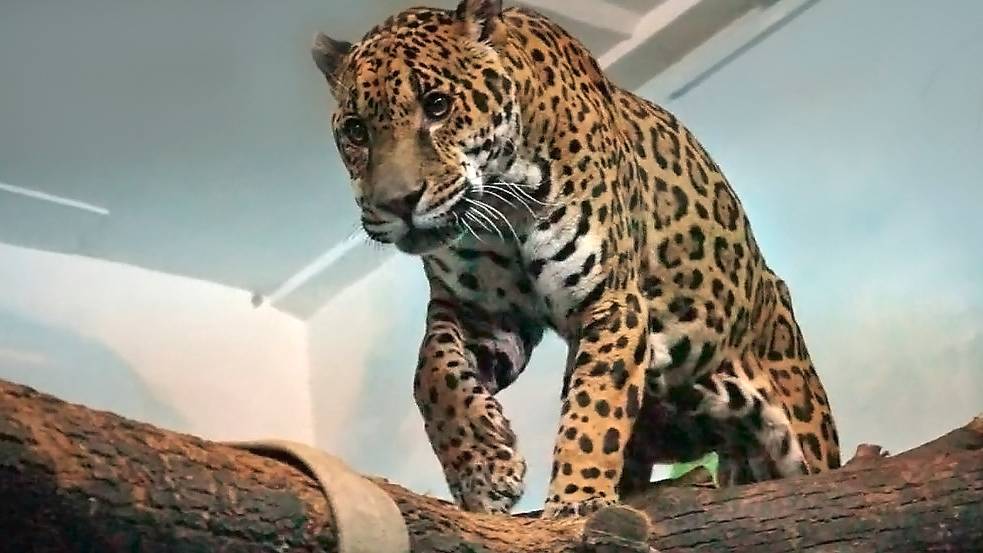 Ягуары Порги и Белла теперь в теплом вольере.