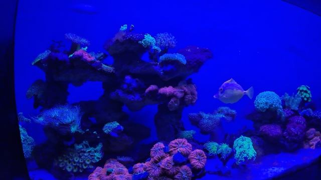 Русский остров, Океанариум, рыбки, кораллы, Владивосток, август 2025.