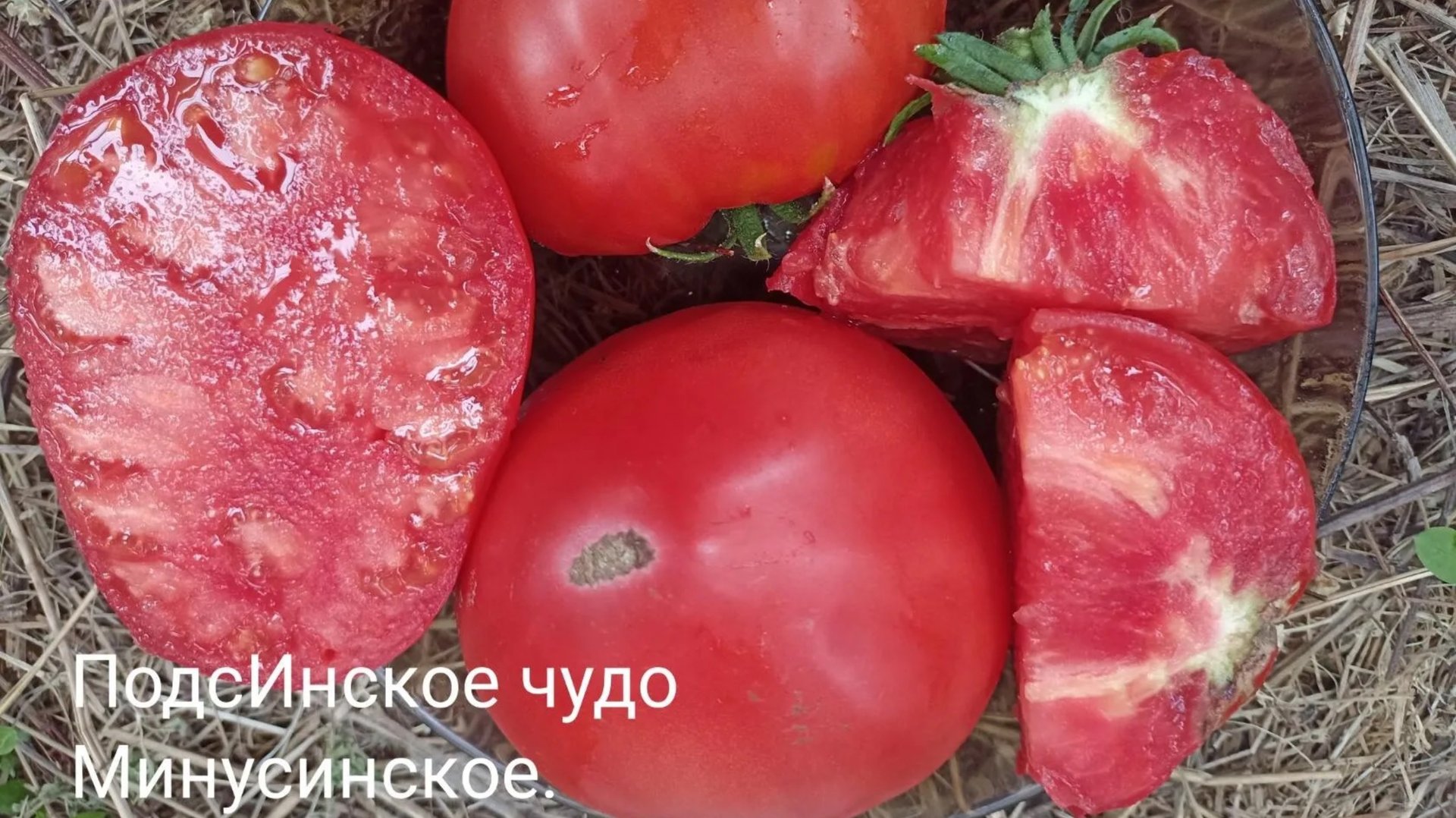 Минусинские сорта томатов, о которых можно говорить бесконечно! Выбираем самые лучшие сорта!