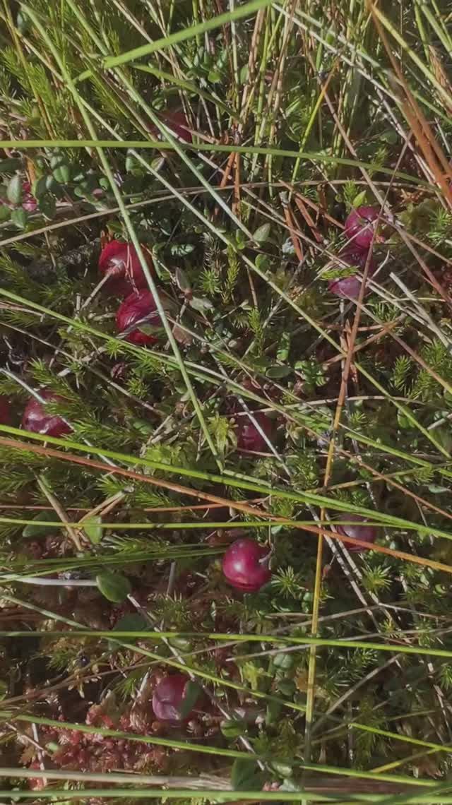 Клюквенное болото