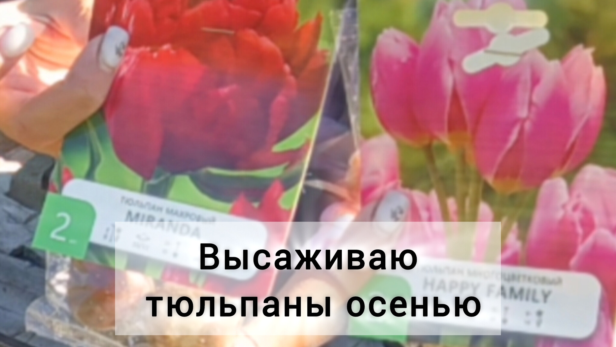 🌷Посадка тюльпанов осенью. Процесс. Сроки. Новинки