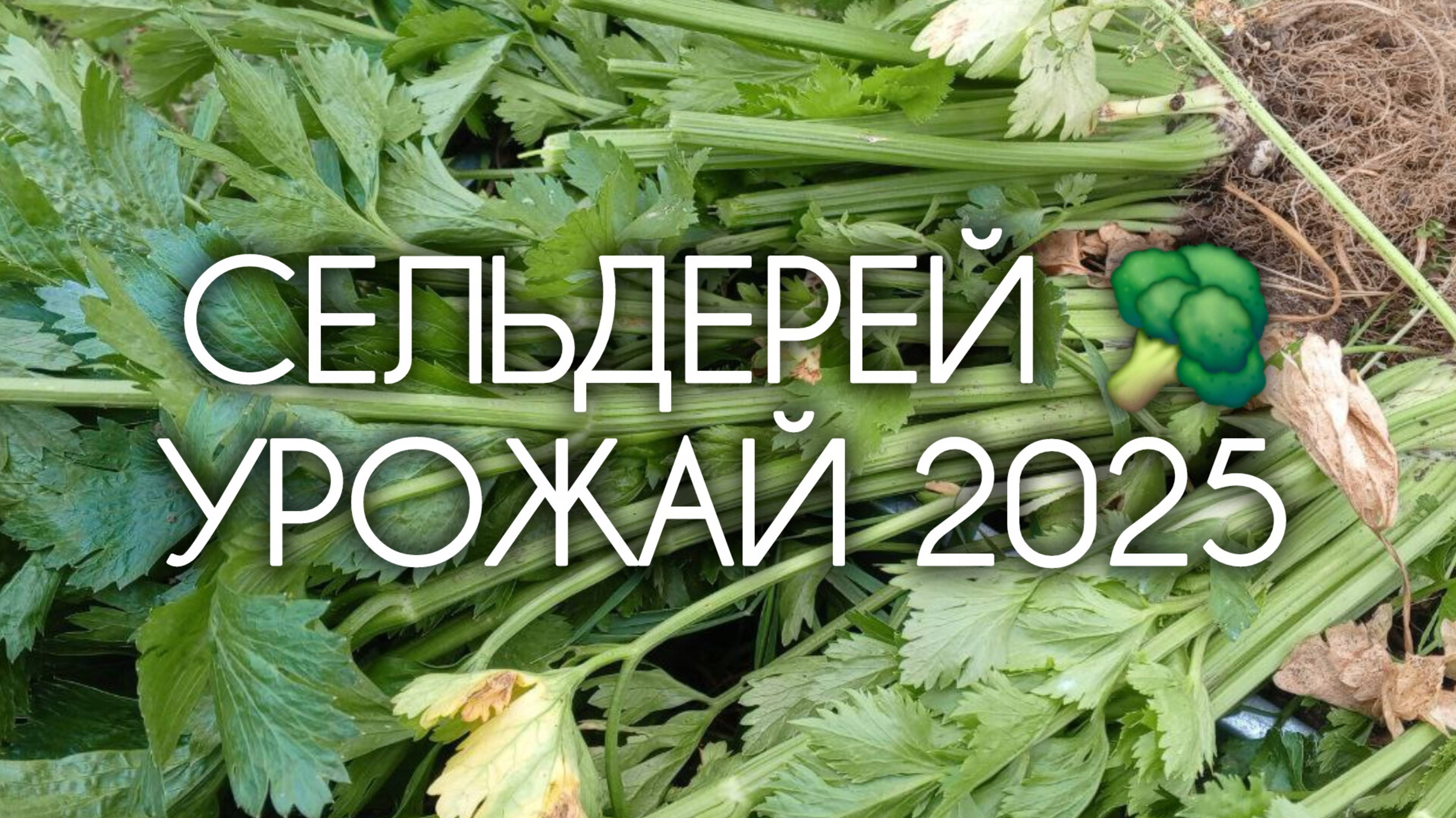 ЧЕРЕШКОВЫЙ СЕЛЬДЕРЕЙ 🥦 Урожай 2025 года
