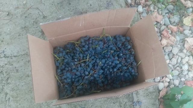 VID_20251001_112452.mp4