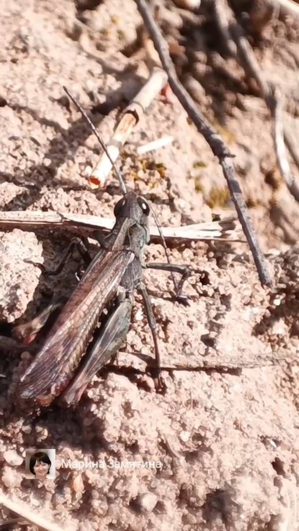 Кузнечик умывается.