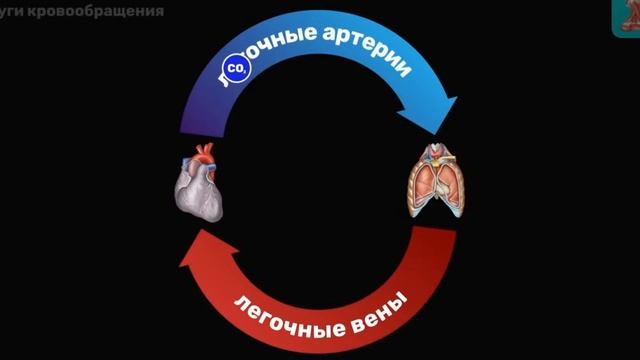 Память_легких_5_часть_сериала_Сердце_и_Человек_т