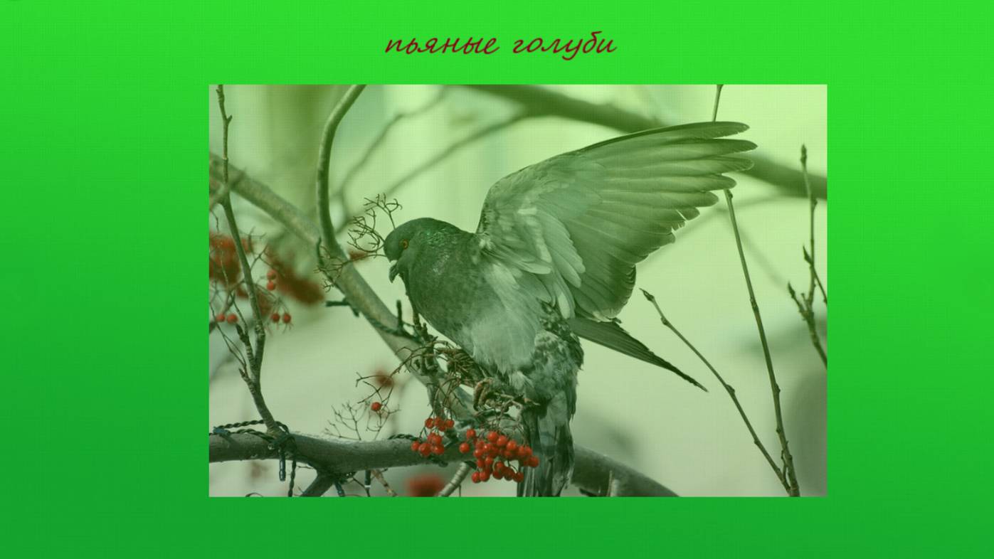 Голубь теряет равновесие на яблони от поедания забродивших ранеток