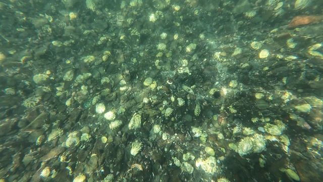 Русский остров, Велопоездка, бухта парис - ракушки, дно, Владивосток, август 2025.