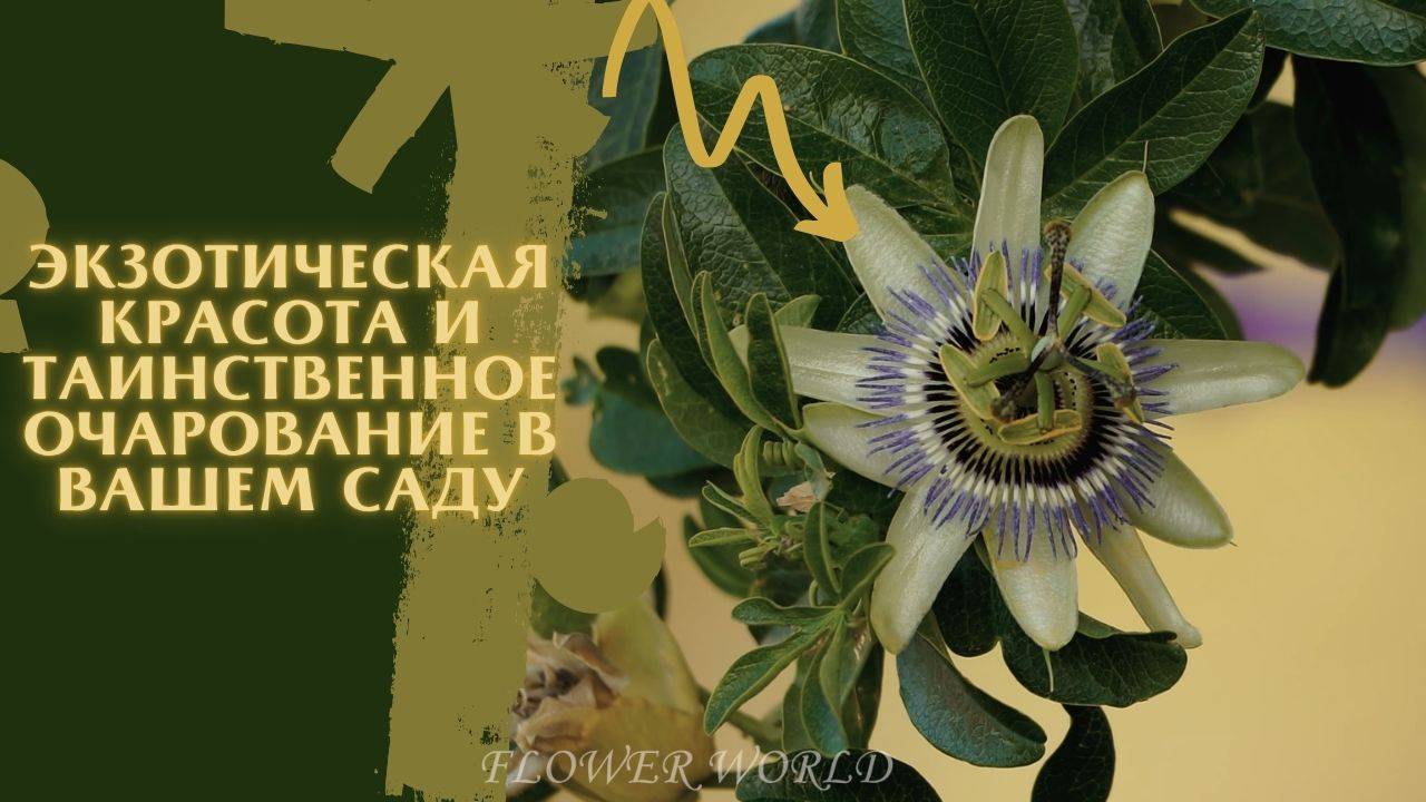 Экзотическая Красота и Таинственное Очарование в Вашем Саду.😍