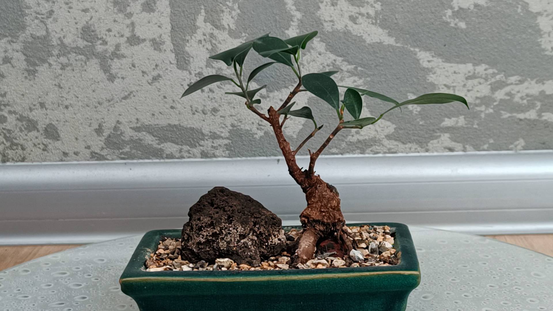 Микробонсай №4 Часть 7