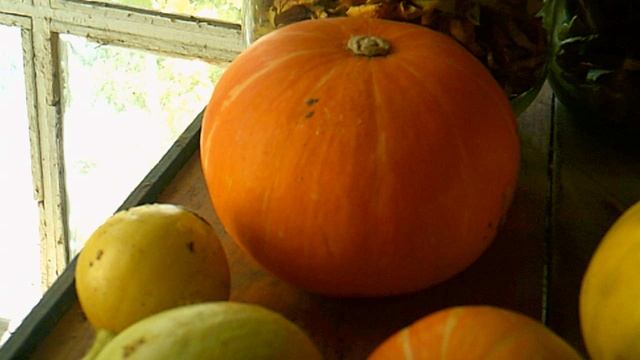 Маленькие тыковки на хранении - прибавление