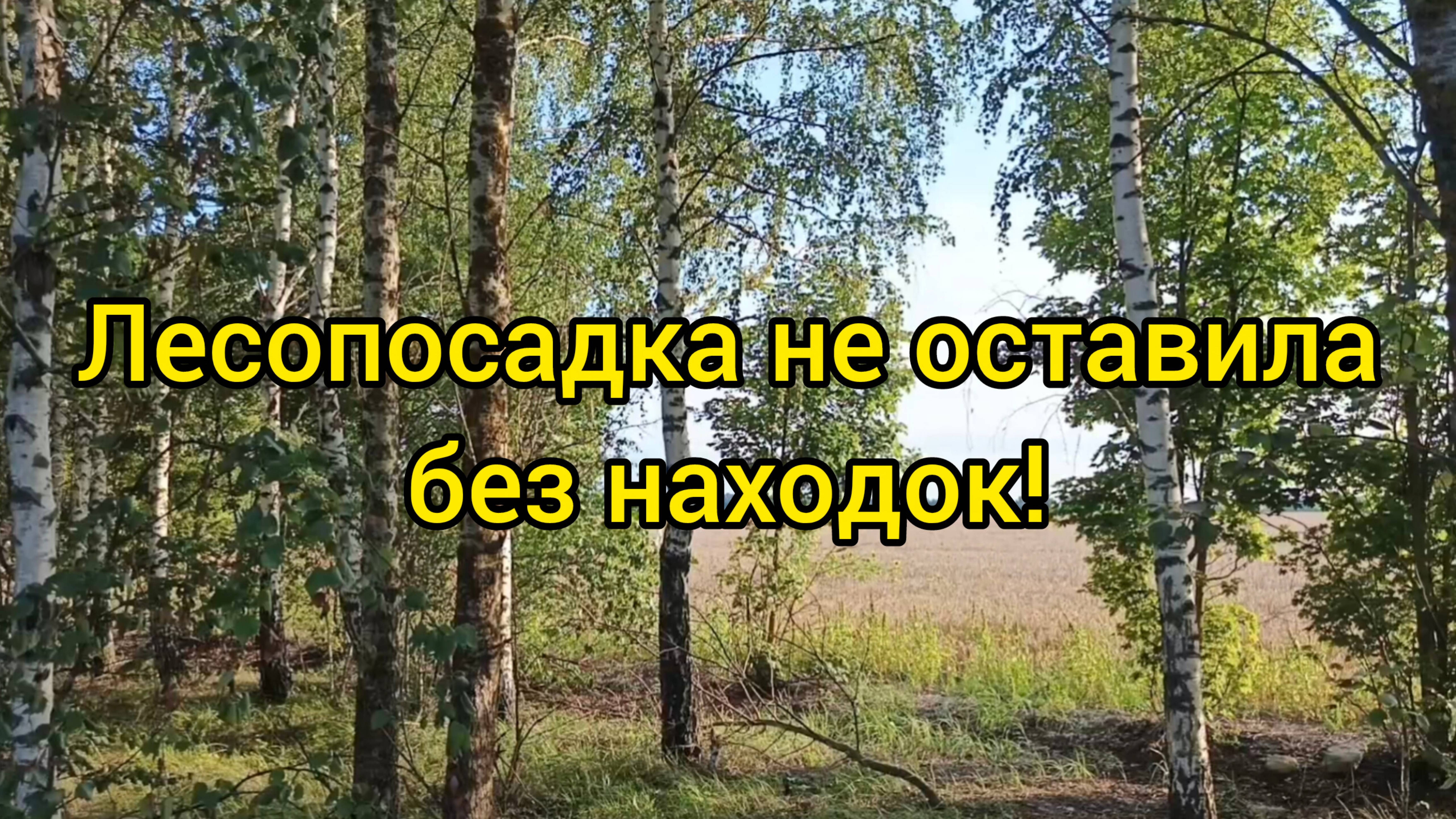 Лесопосадка не оставила без находок! С пустыми руками оттуда не уехали!