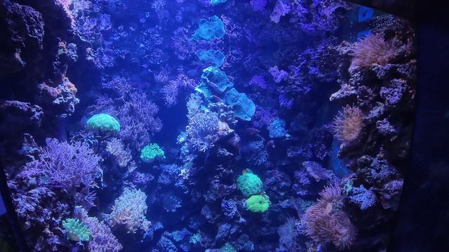Русский остров, Океанариум, кораллы в аквариуме, Владивосток, август 2025.