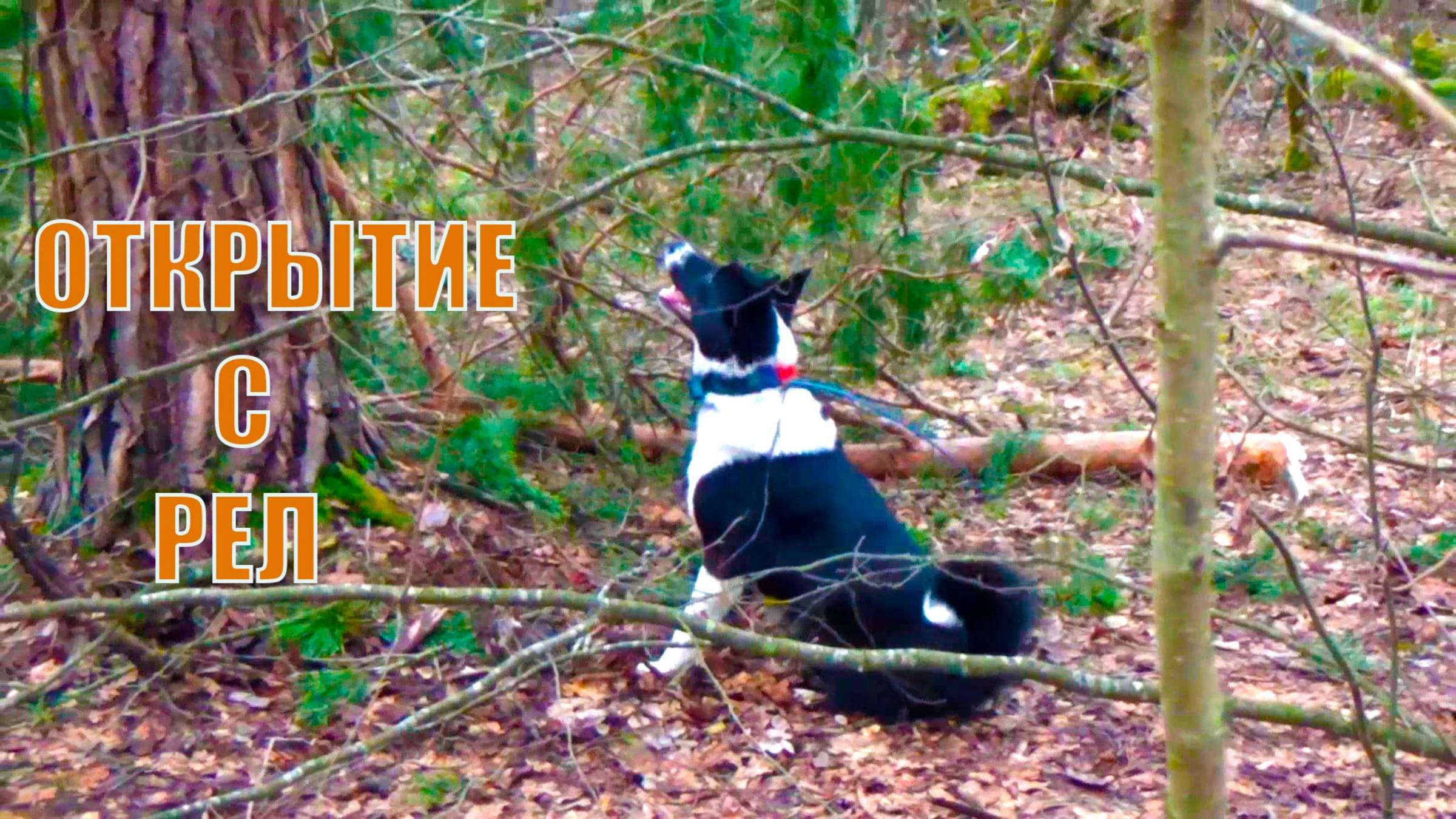 ОТКРЫТИЕ ОХОТЫ ПО ПУШНОМУ ЗВЕРЮ. ПОЛНЫЙ НАБОР ЗВЕРЬКОВ