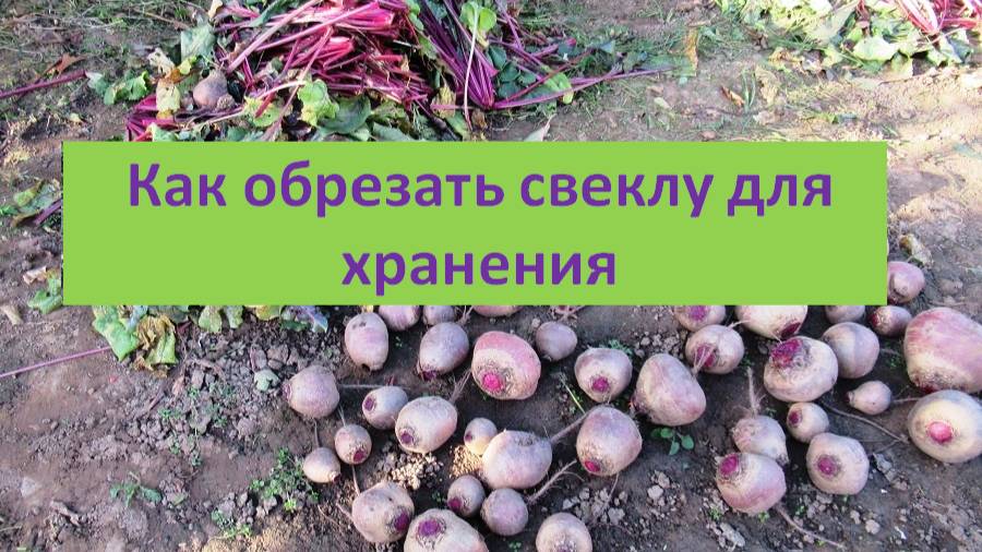 Как обрезать свеклу  после выкопки, чтобы не прорастала при хранении