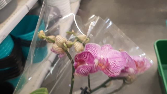 02.10.2025г. Много мультифлор и мини орхидей в Лемана Про.