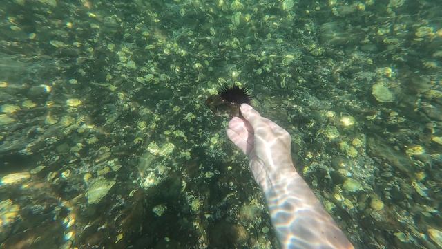 Русский остров, Велопоездка, ёжик на камне, Владивосток, август 2025.