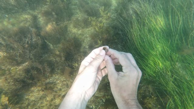 Русский остров, мыс Вятлина, под водой - рак, водоросли, Владивосток, август 2025.