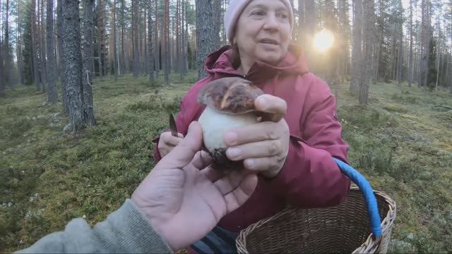 Грибы отличные и лес прекрасен. Сосновый Бор, Природа, Красота. И думаю на этом с грибами всё.
