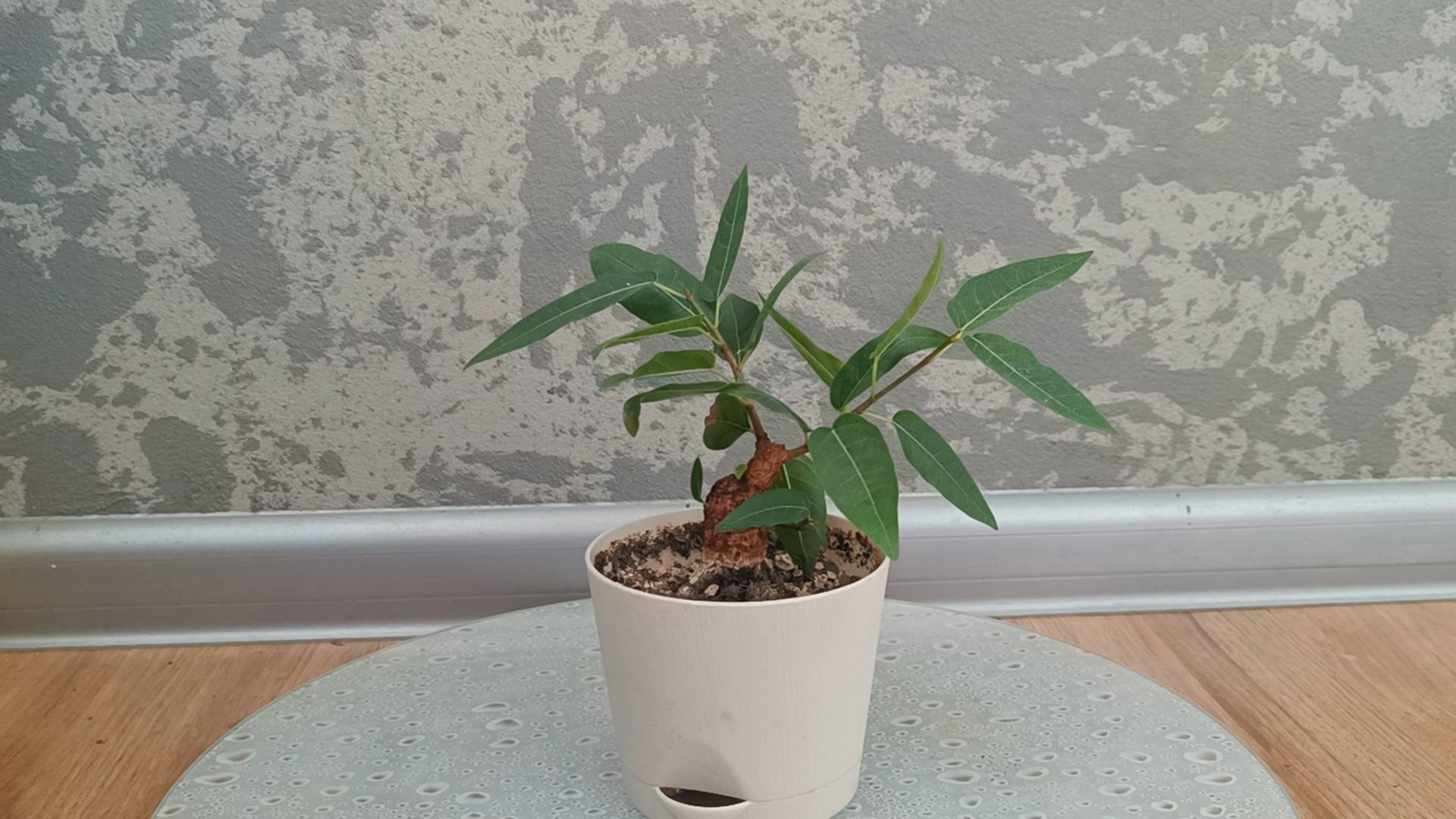 Фикус Ингенс Часть 5