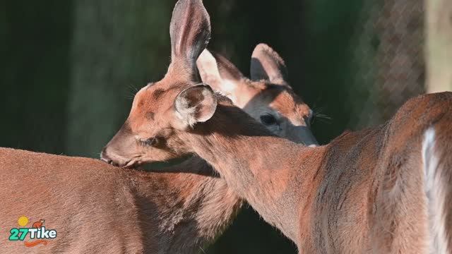 Бродит олень в осеннем лесу. Песня