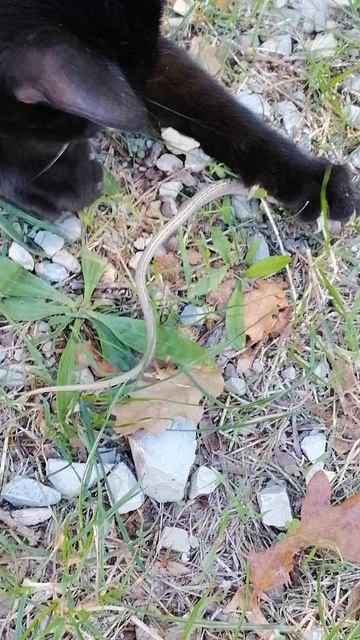 Дивноморское. Кот поймал змею.