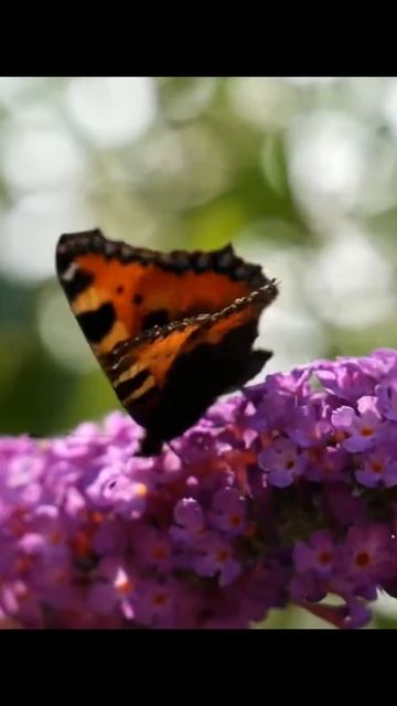 ДУША. Божественная песня для души!