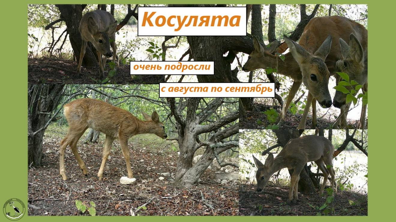 Косулята в августе и в сентябре гуляют сами по себе. Уже рожки растут у самцов