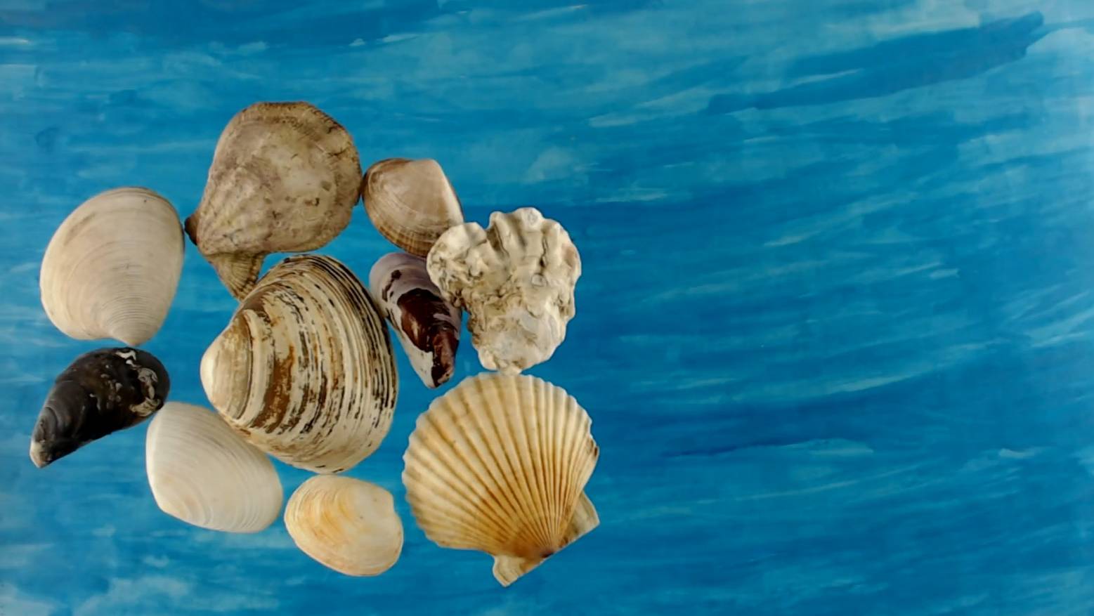 Танец ракушек . Мультипликационный этюд.