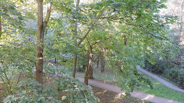 2025-09 Вид из окна, 30 сентября 2025, осень в СПб, наконец.