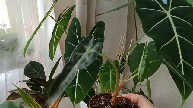 Мои растения. 
Осень 2025