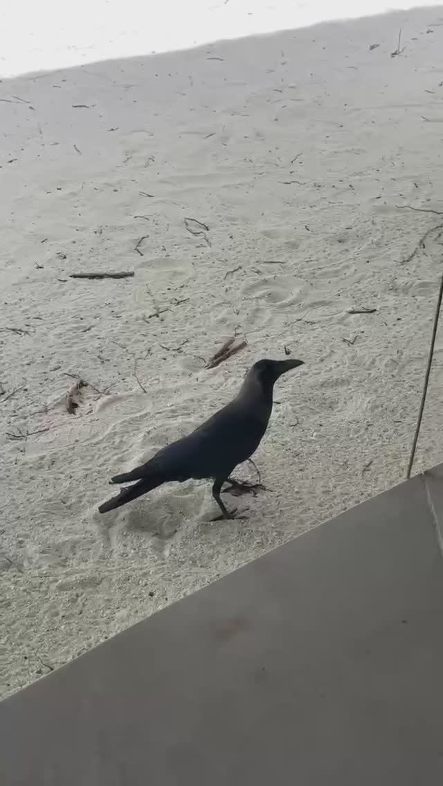 Ворона и Ящерицы