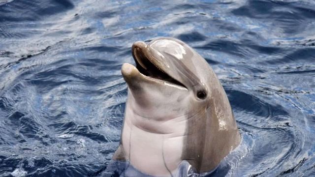 Праздник Всемирный день китов и дельфинов  отмечается 23 июля