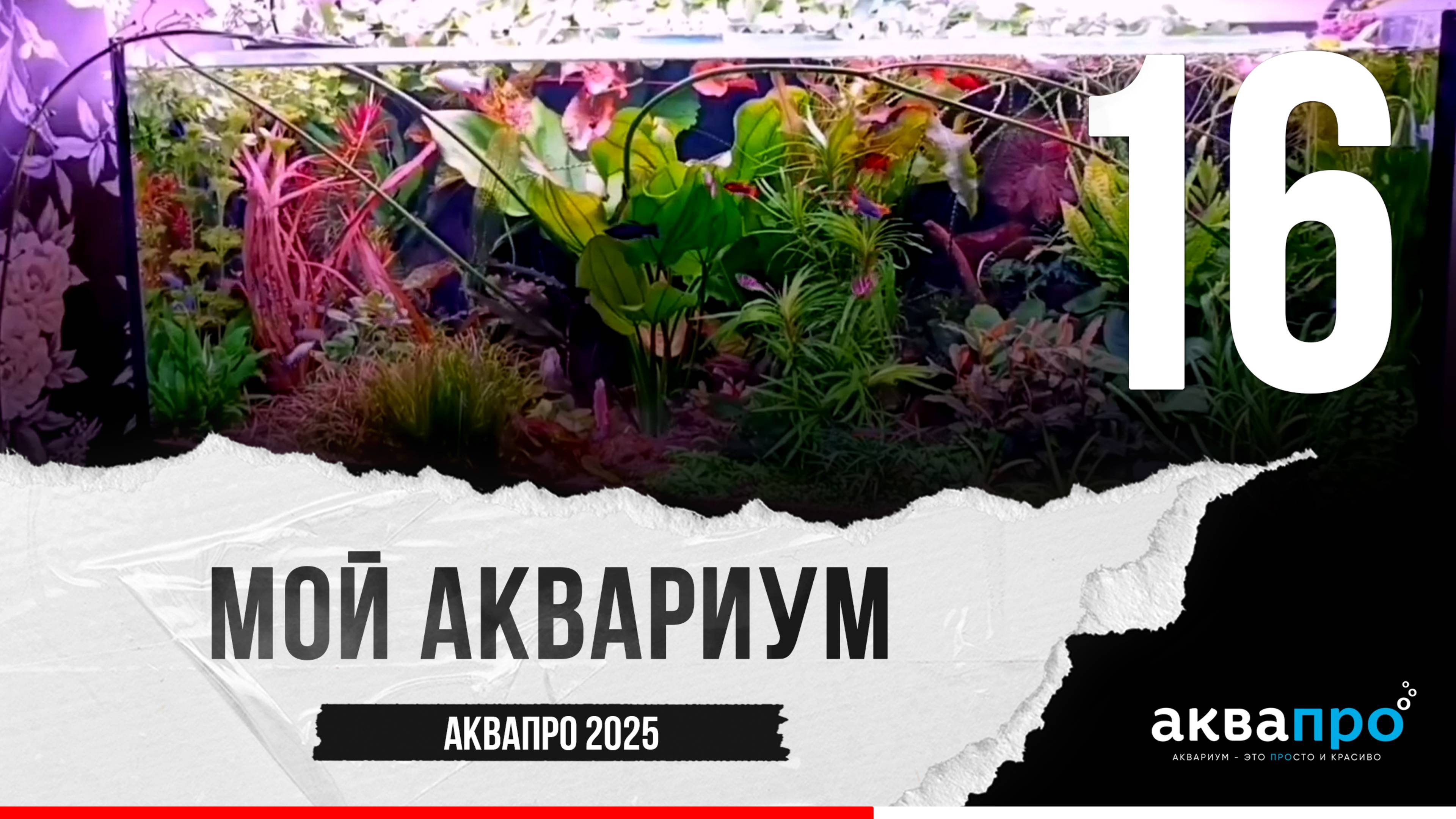 16. Мой аквариум. #АкваПро