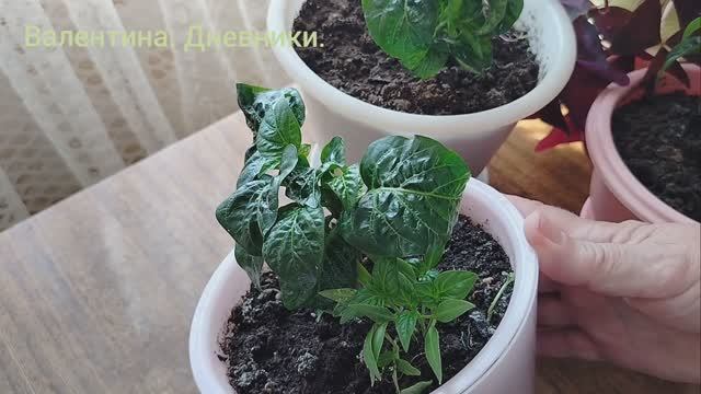 История с карликовым перцем продолжается. Трумпас сам решил взойти и размножится.