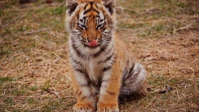 Праздник Международный день тигра отмечается 29 июля