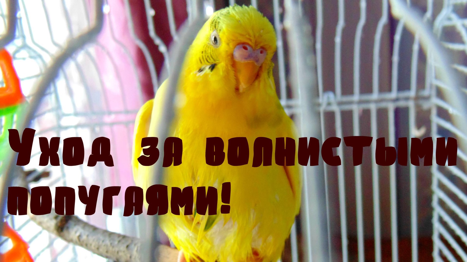 Уход за волнистыми попугаями. С чего следует начать при покупке волнистого попугая. Часть 1